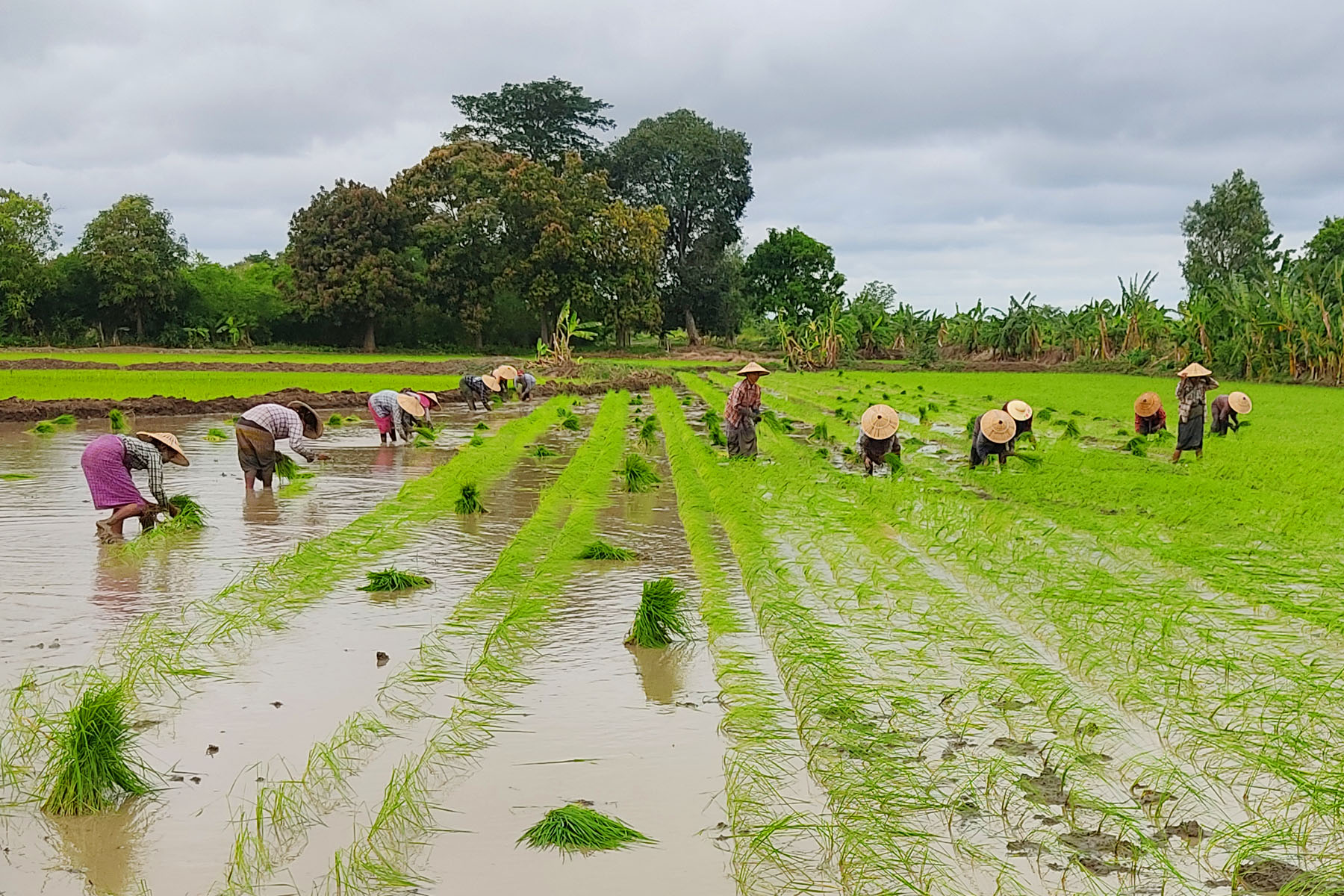 မင်းဘူး စကု မြို့နယ်တွင် ကို ဗစ် ၁၉ စီးပွားရေးကုစားမှုအစီအစဉ်ဖြင့် ဆောင